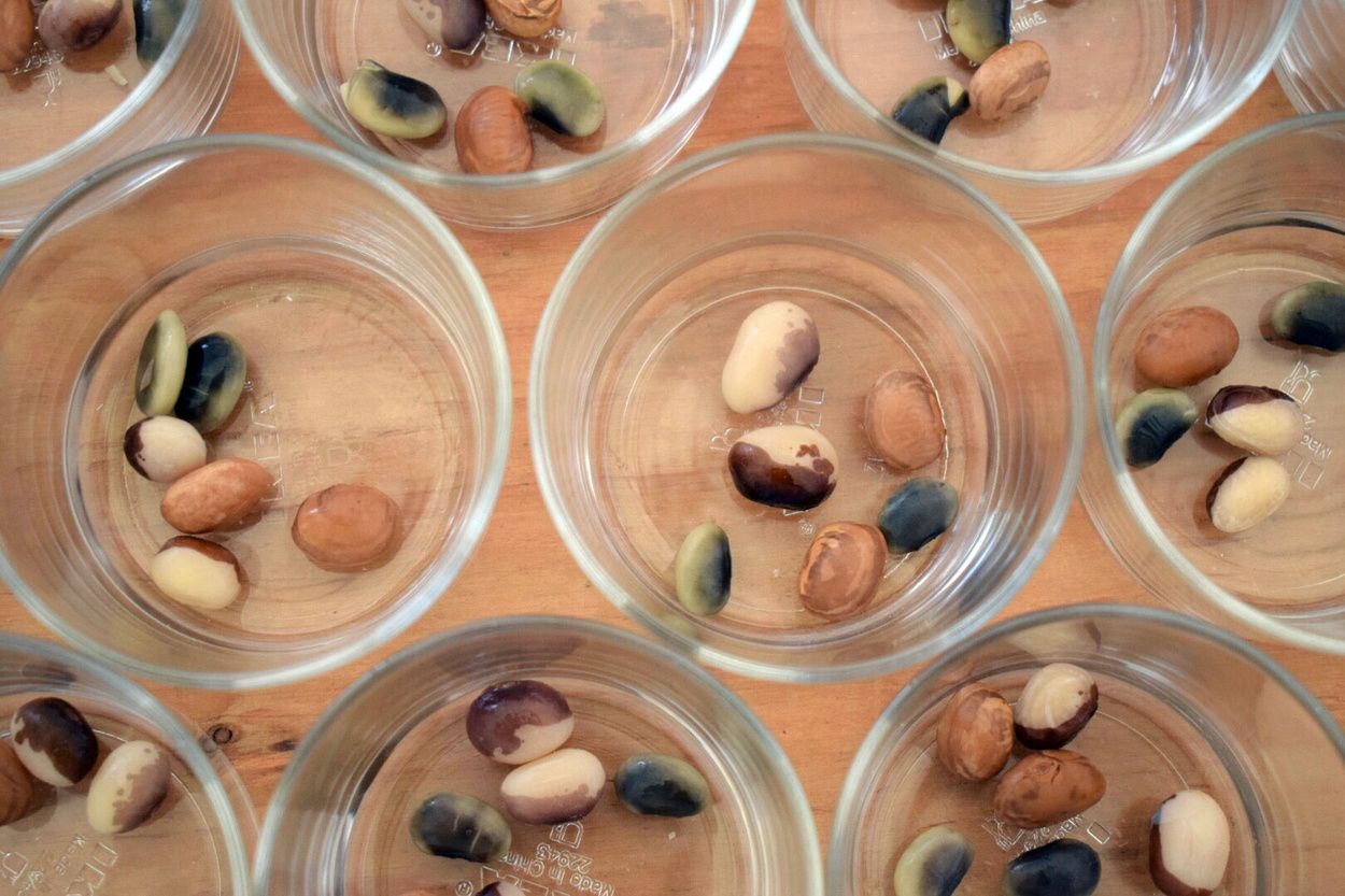 Beyond the Soybean: Meet the Woman Cultivating Heritage Bean Varieties ...